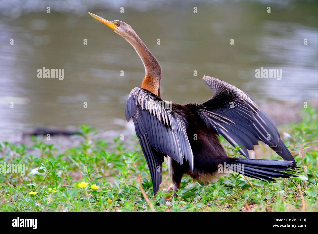 Melanogaster, India Darter, african darter (Anhinga rufa), Indian ...