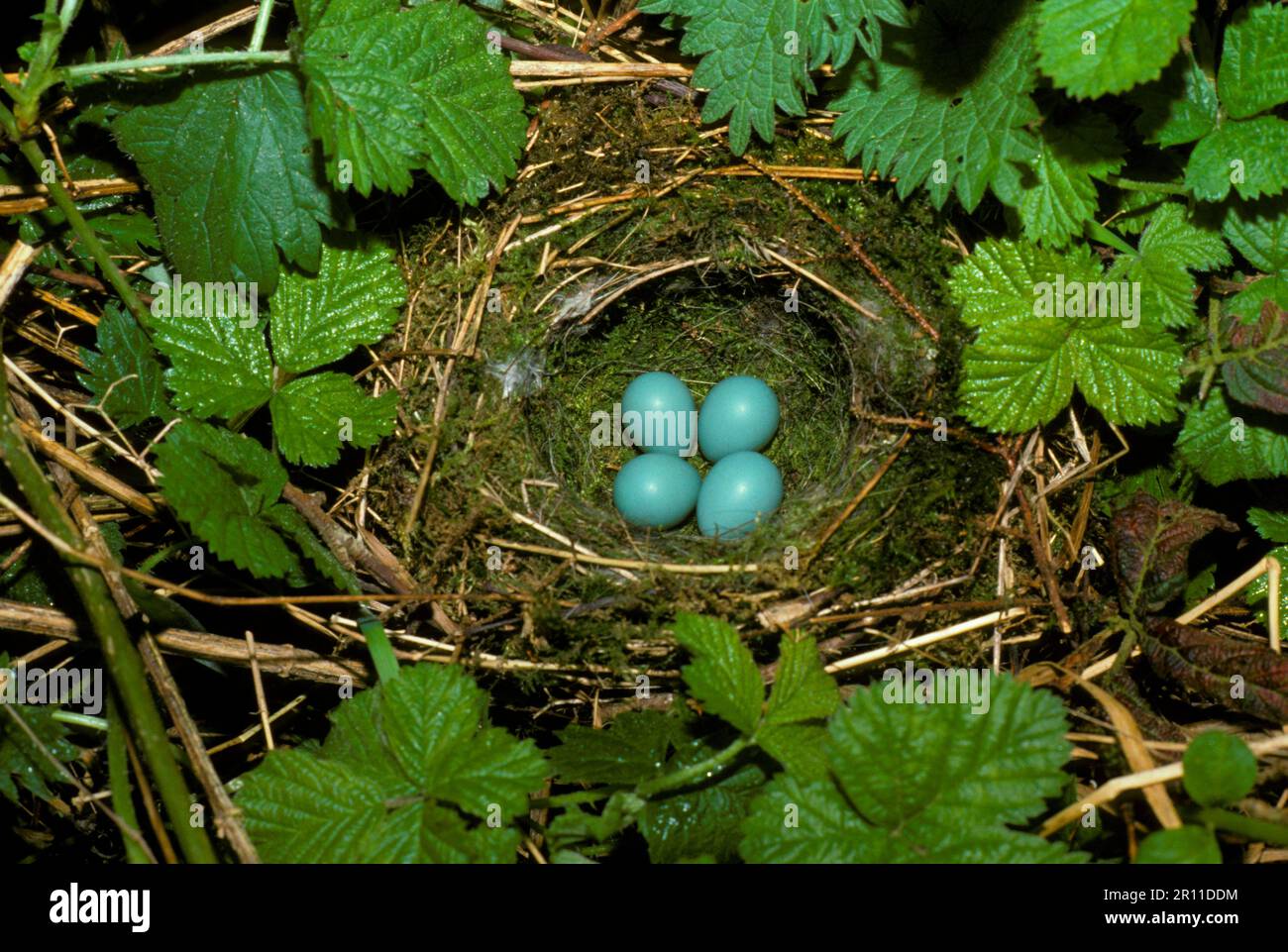Dunnock, Dunnock, dunnocks (Prunella modularis), Songbirds, Animals ...