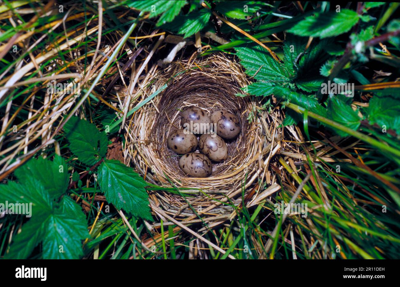 Reed Bunting, Reed Bunting, Songbirds, Animals, Birds, Reed Bunting ...