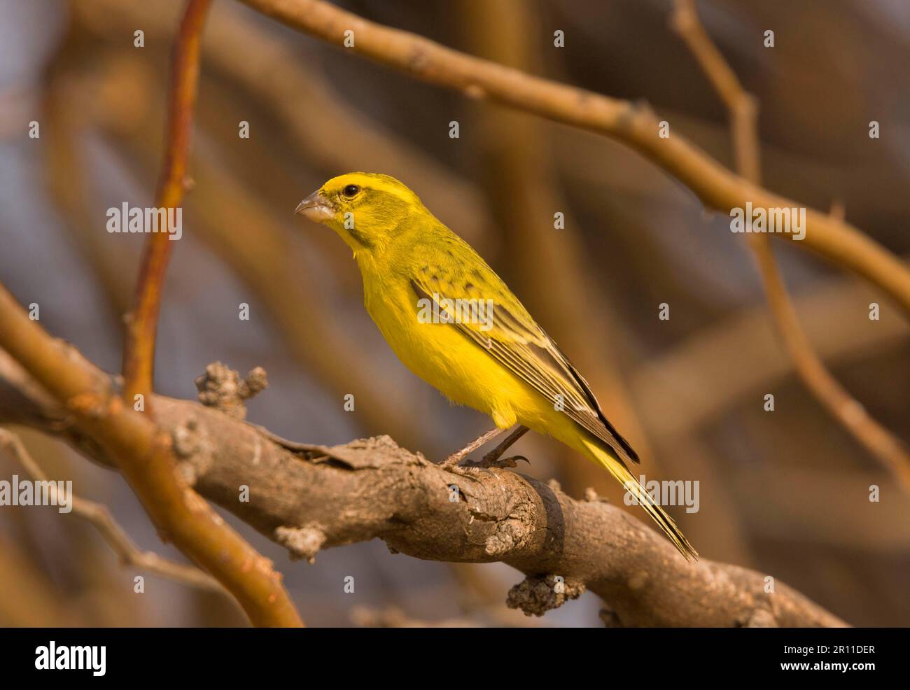 Yellow Canary (Serinus flaviventris) adult male, perched on branch ...