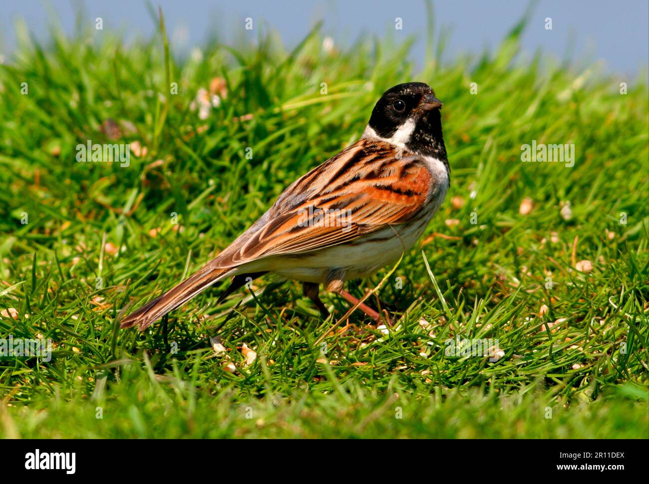 Reed reed bunting (Emberiza schoeniclus) adult male on ground, Norfolk ...