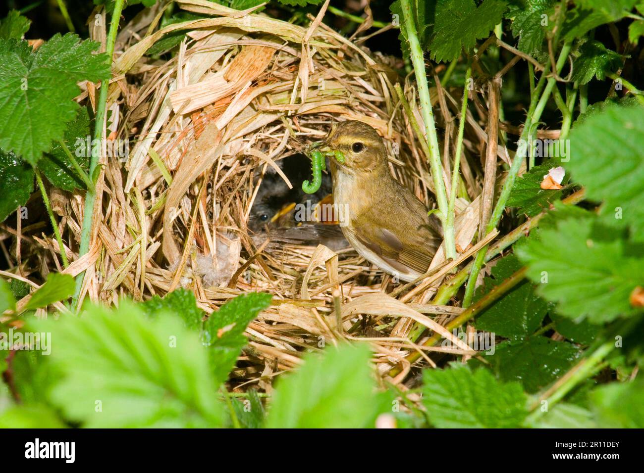 Chiffchaff, Chiffchaff, common chiffchaff (Phylloscopus collybita ...