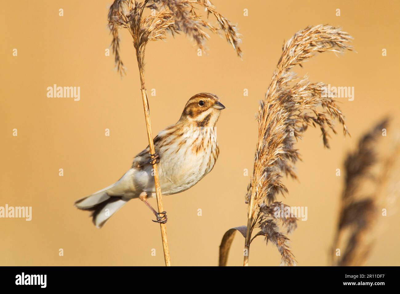 Reed Bunting (Emberiza schoeniclus) adult female, feeding on reed seeds ...