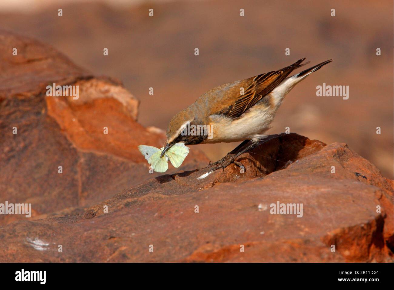 The butterfly of the bird world hi-res stock photography and images - Alamy