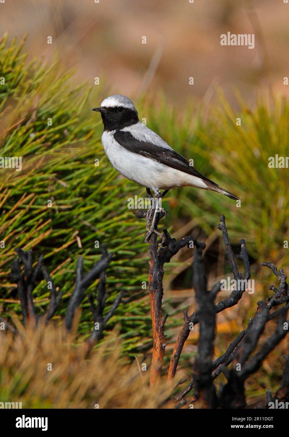 Atlas Wheatear, seebohm's wheatear (Oenanthe oenanthe seebohmi), Atlas ...