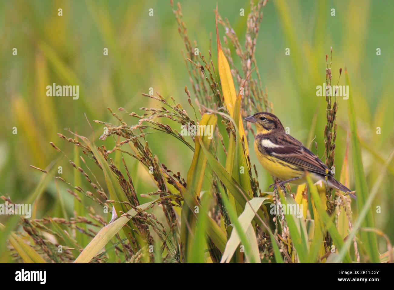 Yellow-breasted bunting (Emberiza aureola), adult male, sitting in rice ...