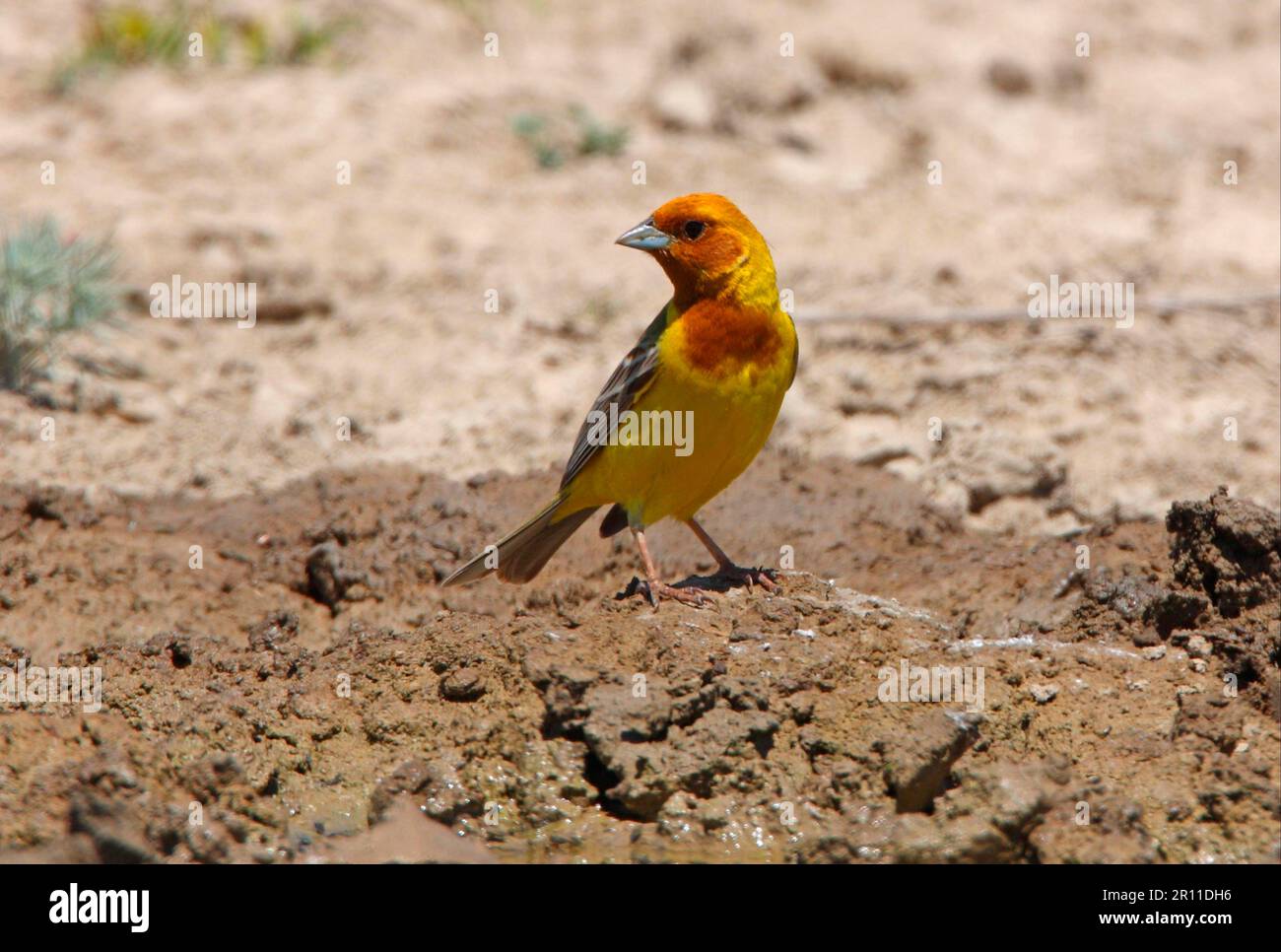 Red-headed Bunting, Songbirds, Animals, Birds, Buntings, Red-headed ...