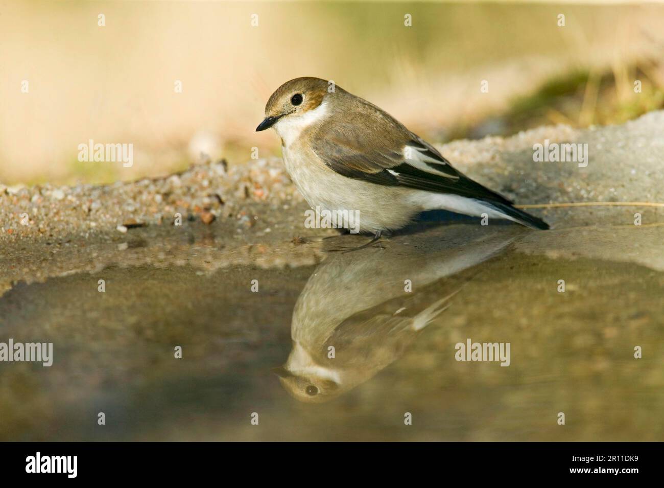 Pied Flycatcher, european pied flycatcher (Ficedula hypoleuca ...
