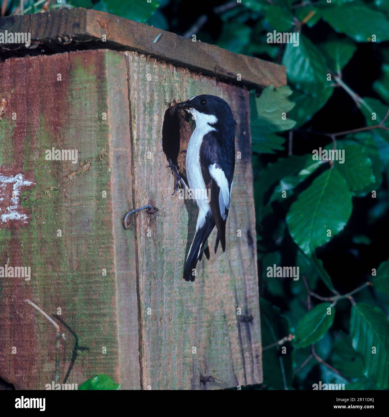 European pied flycatcher (Ficedula hypoleuca) male on nest box with ...