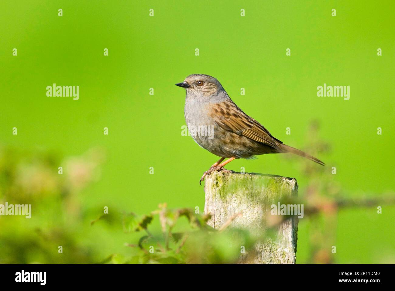 Dunnocks (Prunella modularis), songbirds, animals, birds, Dunnock adult ...