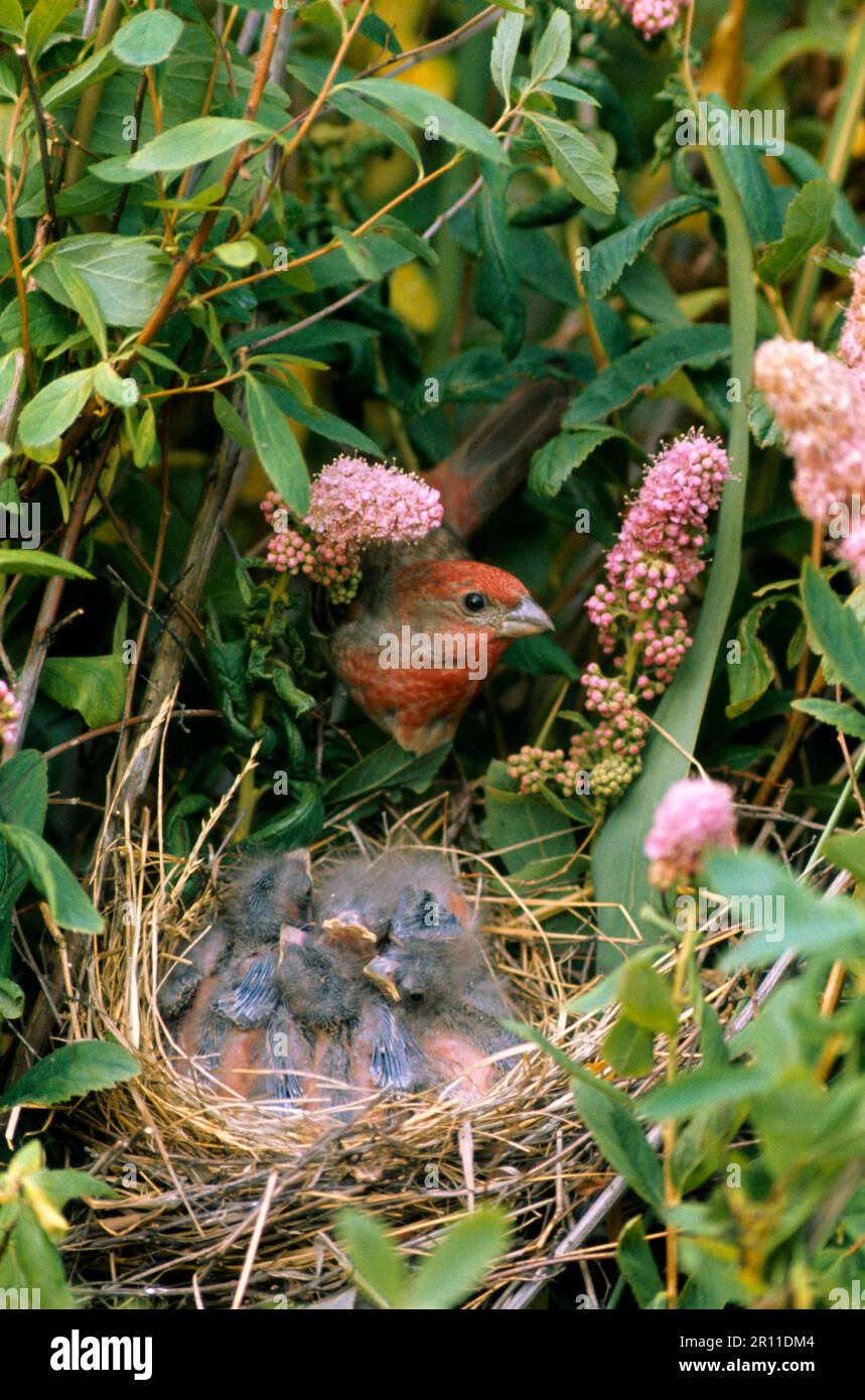 Common rosefinch (Carpodacus erythrinus), Songbirds, Animals, Birds ...
