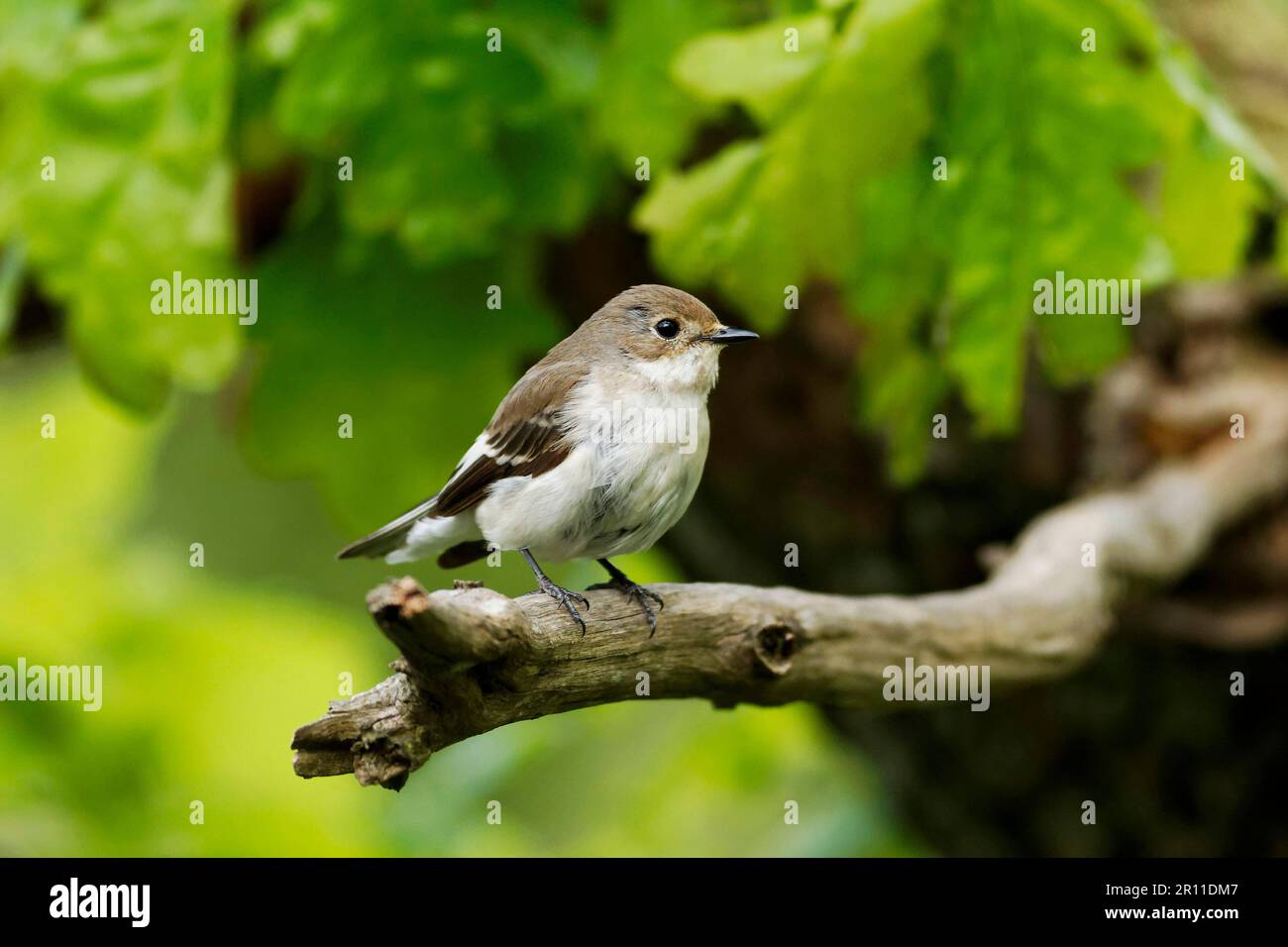 Pied Flycatcher, european pied flycatcher (Ficedula hypoleuca ...