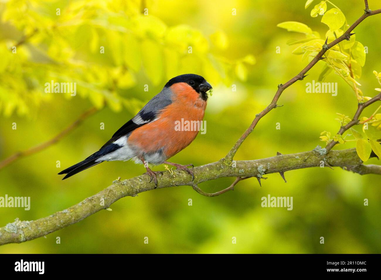 Bullfinches feed hi-res stock photography and images - Alamy