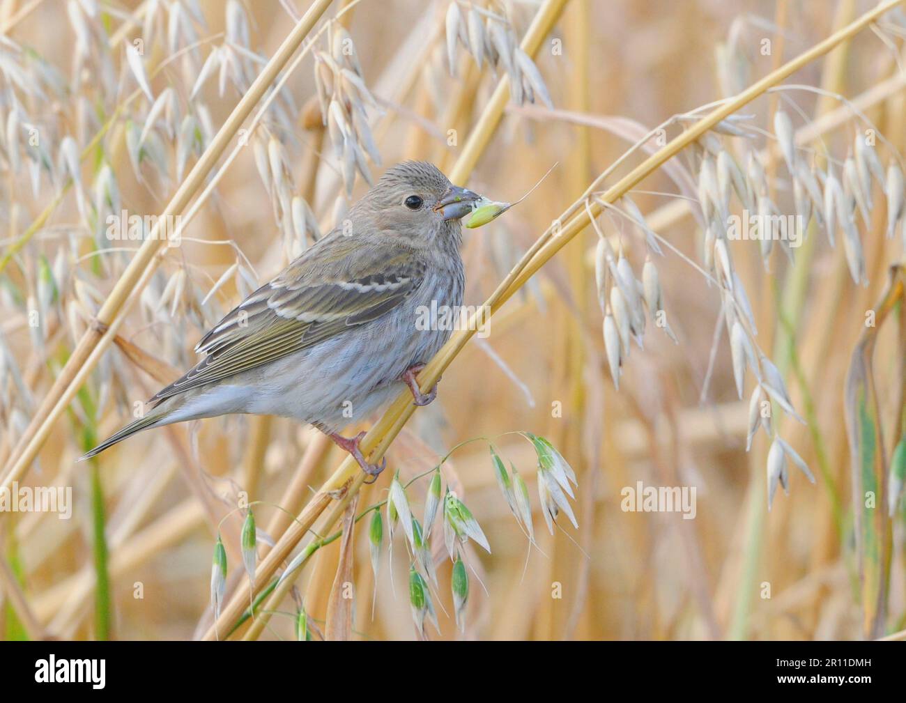 Common rosefinch (Carpodacus erythrinus) immature, first winter plumage ...