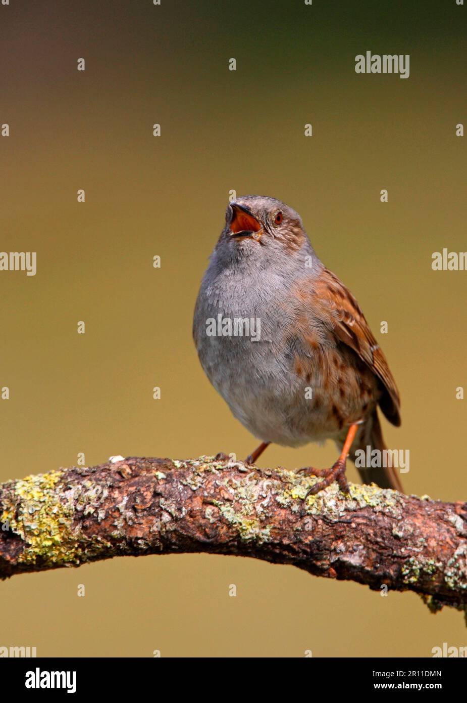 Dunnock, Dunnock, dunnocks (Prunella modularis), songbirds, animals ...