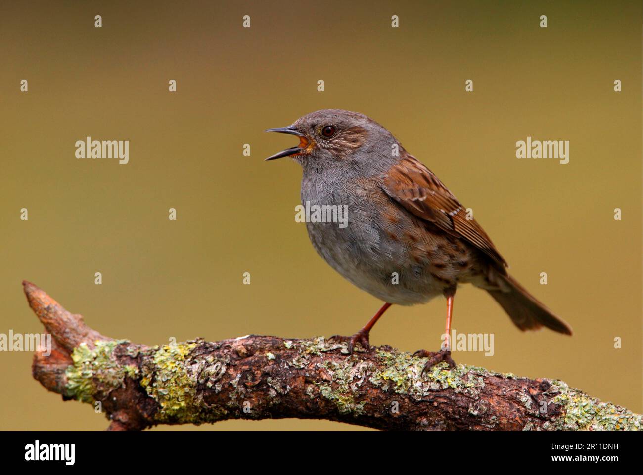 Dunnock, Dunnock, dunnocks (Prunella modularis), songbirds, animals ...