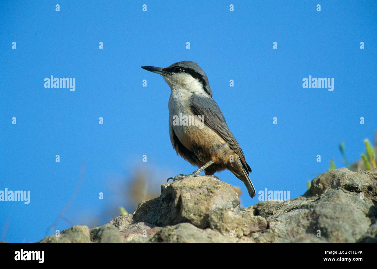 Western western rock nuthatch (Sitta neumayer), adult, sitting on rocks ...