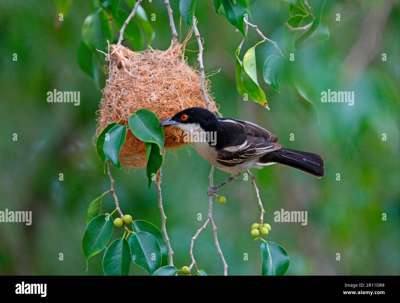 Black-shouldered Snowball Shrike (Dryoscopus cubla), adult male ...