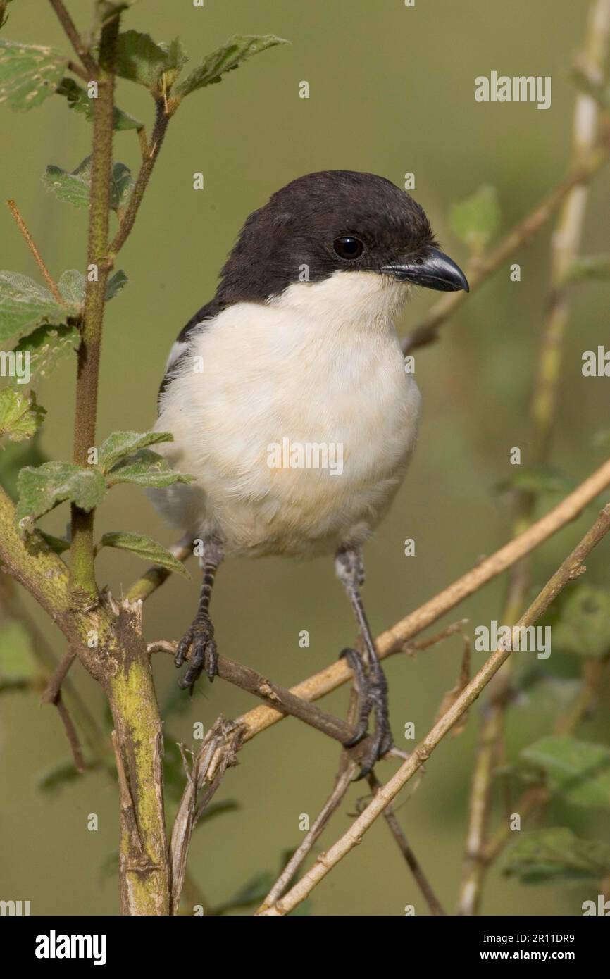Southern fiscal (Lanius collaris), songbirds, animals, birds, Common ...