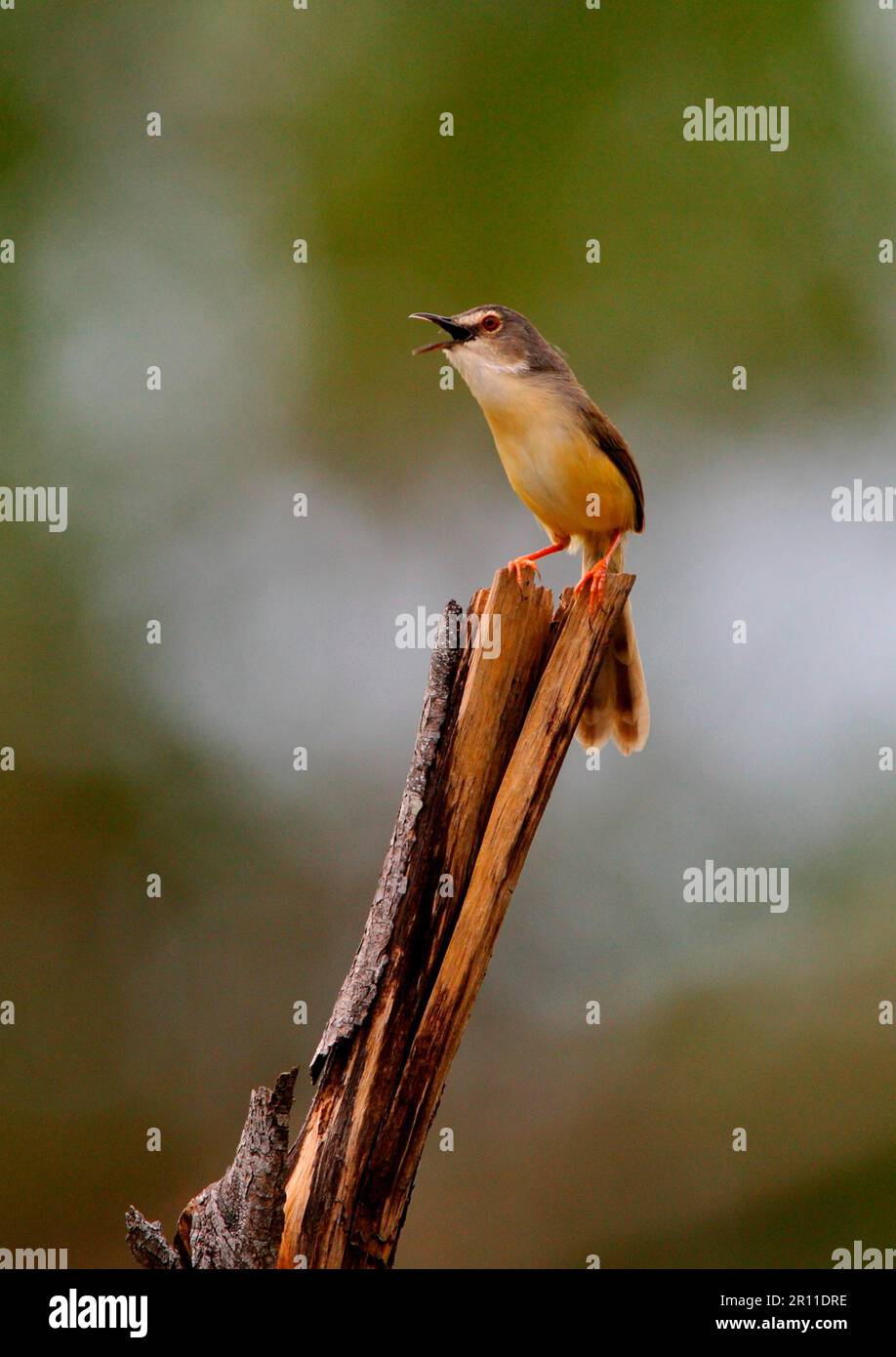Yellow-bellied Prinia, songbirds, animals, birds, Yellow-bellied Prinia ...