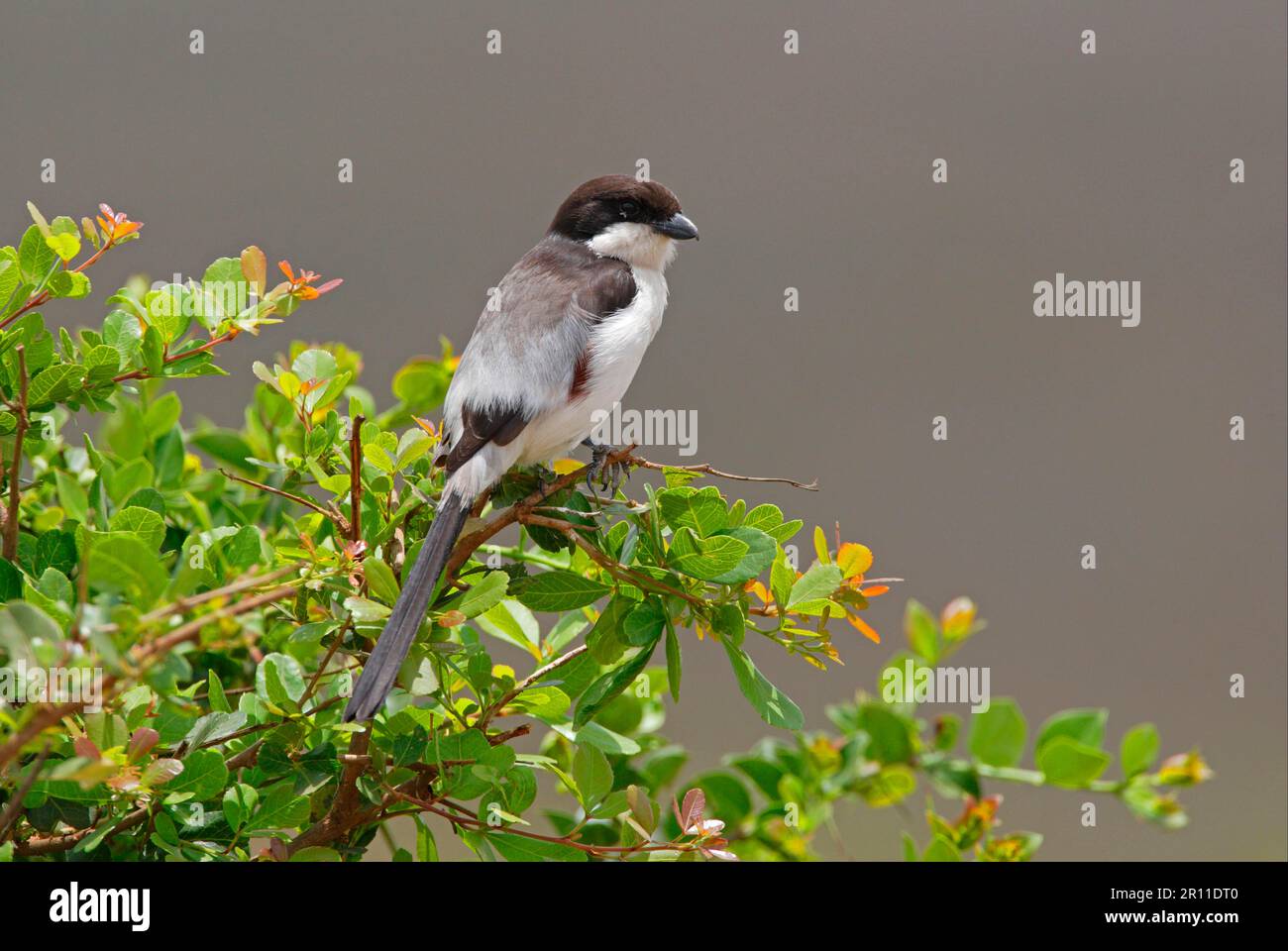 Taita hi-res stock photography and images - Alamy