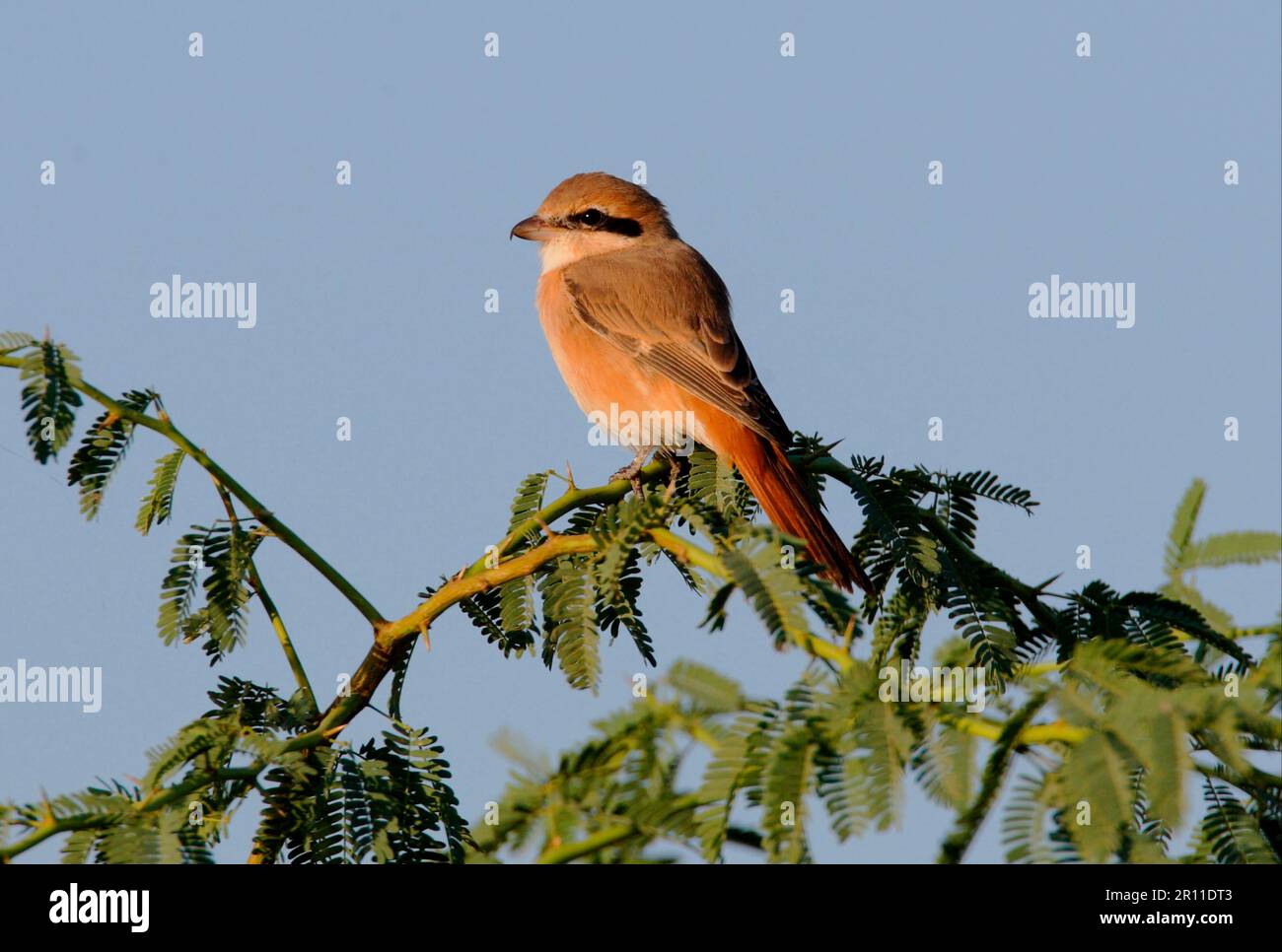 Isabelline isabelline shrike (Lanius isabellinus) adult, sitting on ...