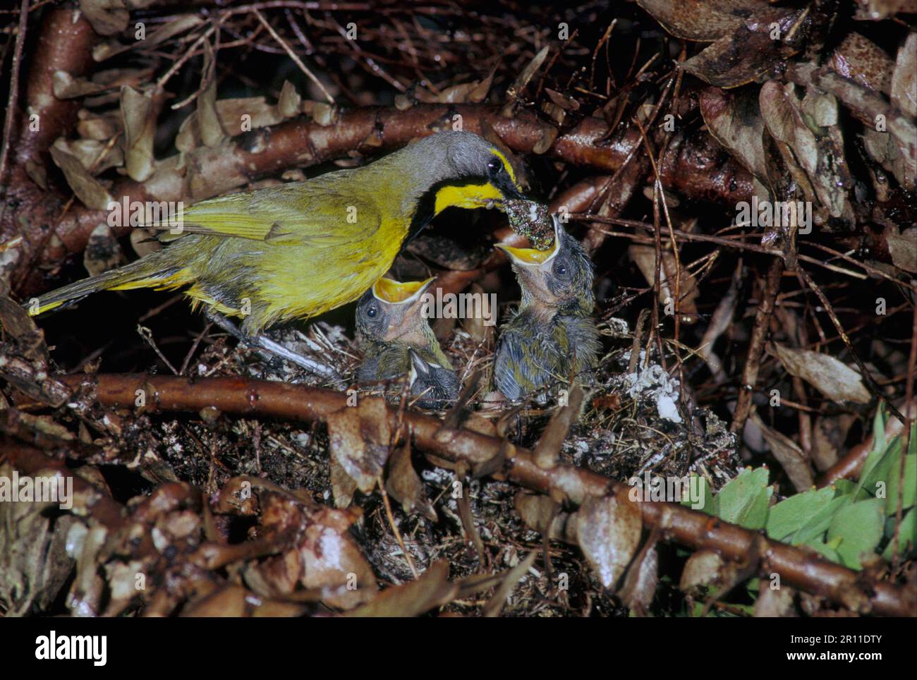 Bokmakierie Bush Shrike (Telephorus zeylonus) adult at nest, feeding ...