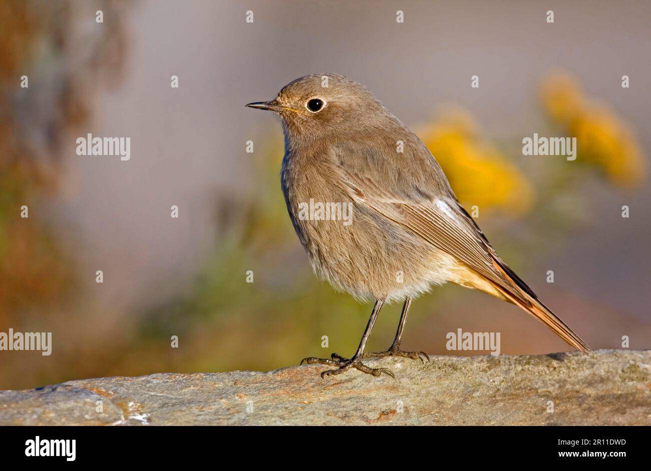 Black Redstart, black redstarts (Phoenicurus ochruros), songbirds ...