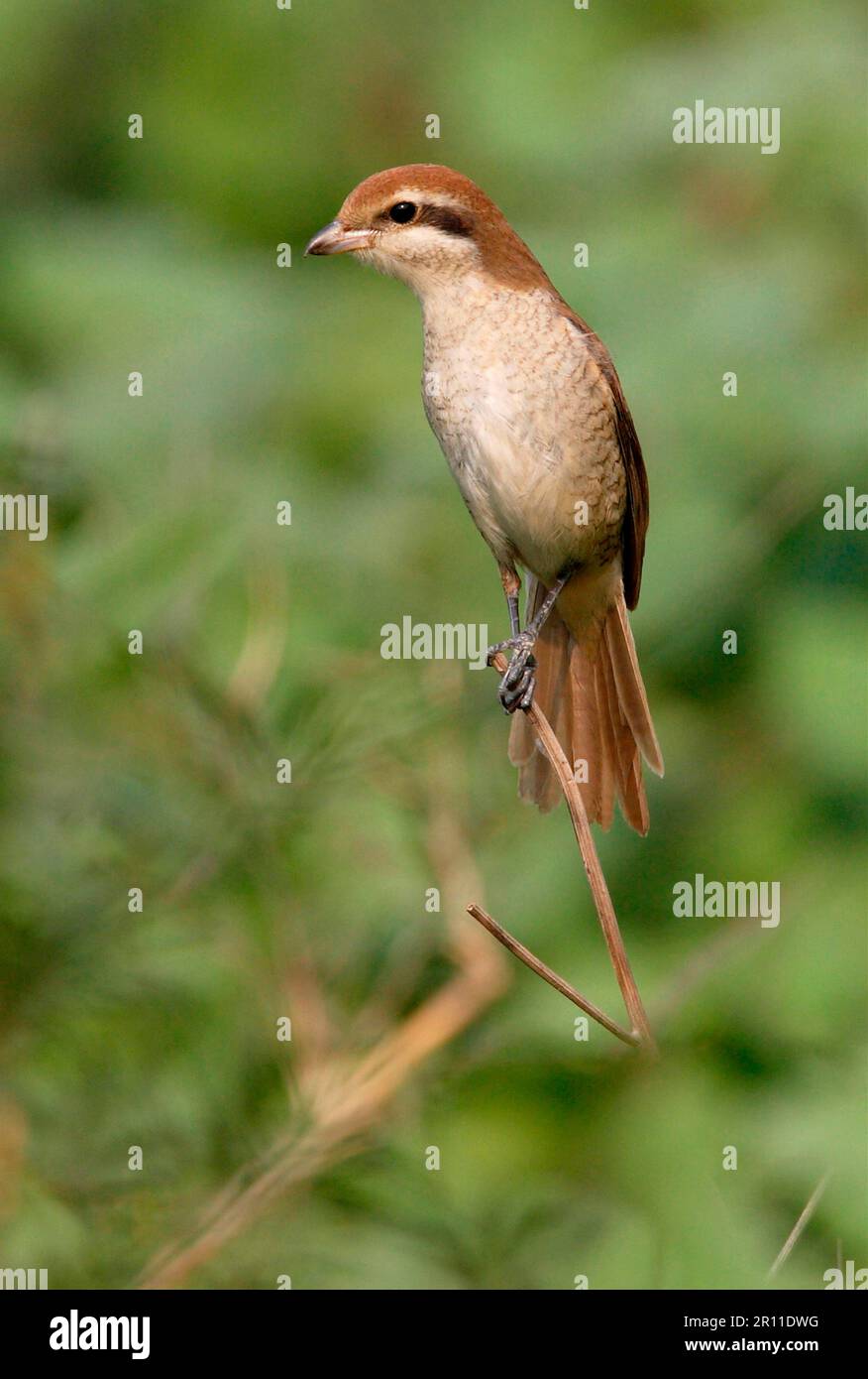 Brown Shrike, Red-tailed Shrike, songbirds, animals, birds, Brown ...