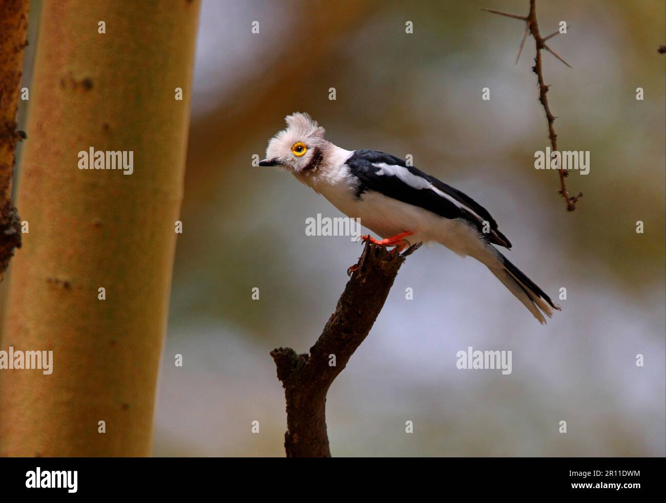 White white-crested helmetshrike (Prionops plumatus) x Grey-headed ...