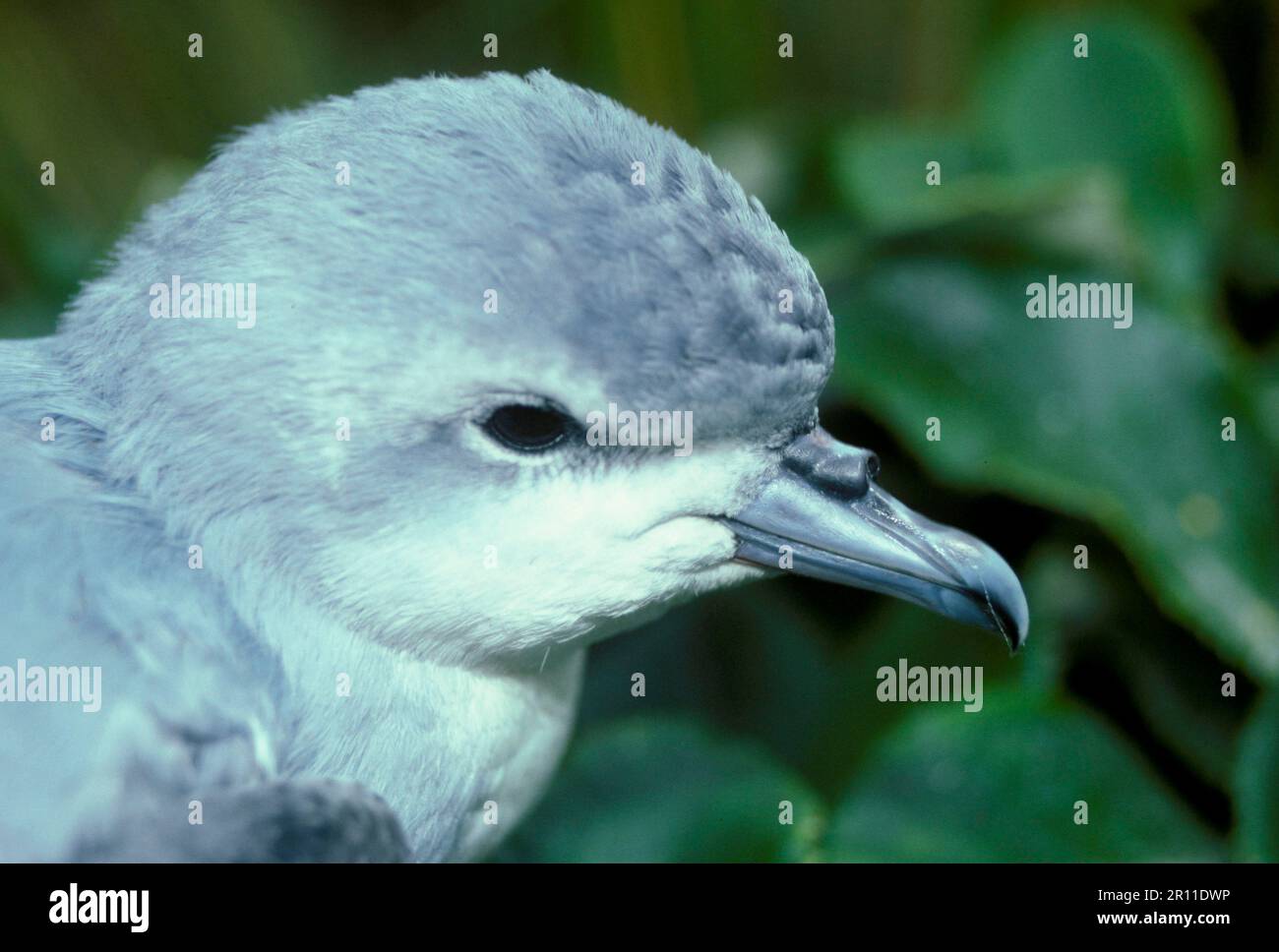 Fairy prion (Pachyptila turtur), Fairy Petrels, Tube-nosed, Animals ...