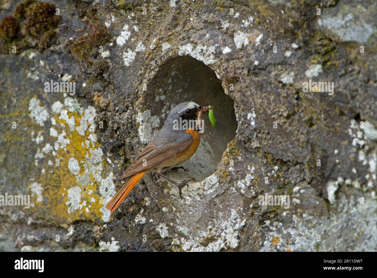 Redstart, common redstarts (Phoenicurus phoenicurus), songbirds ...