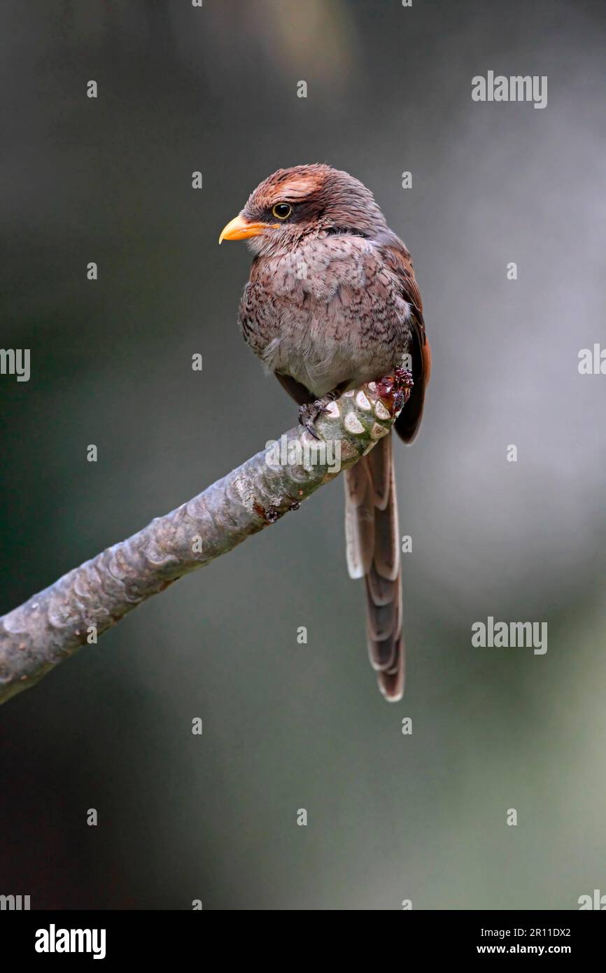 Corvoidea hi-res stock photography and images - Alamy
