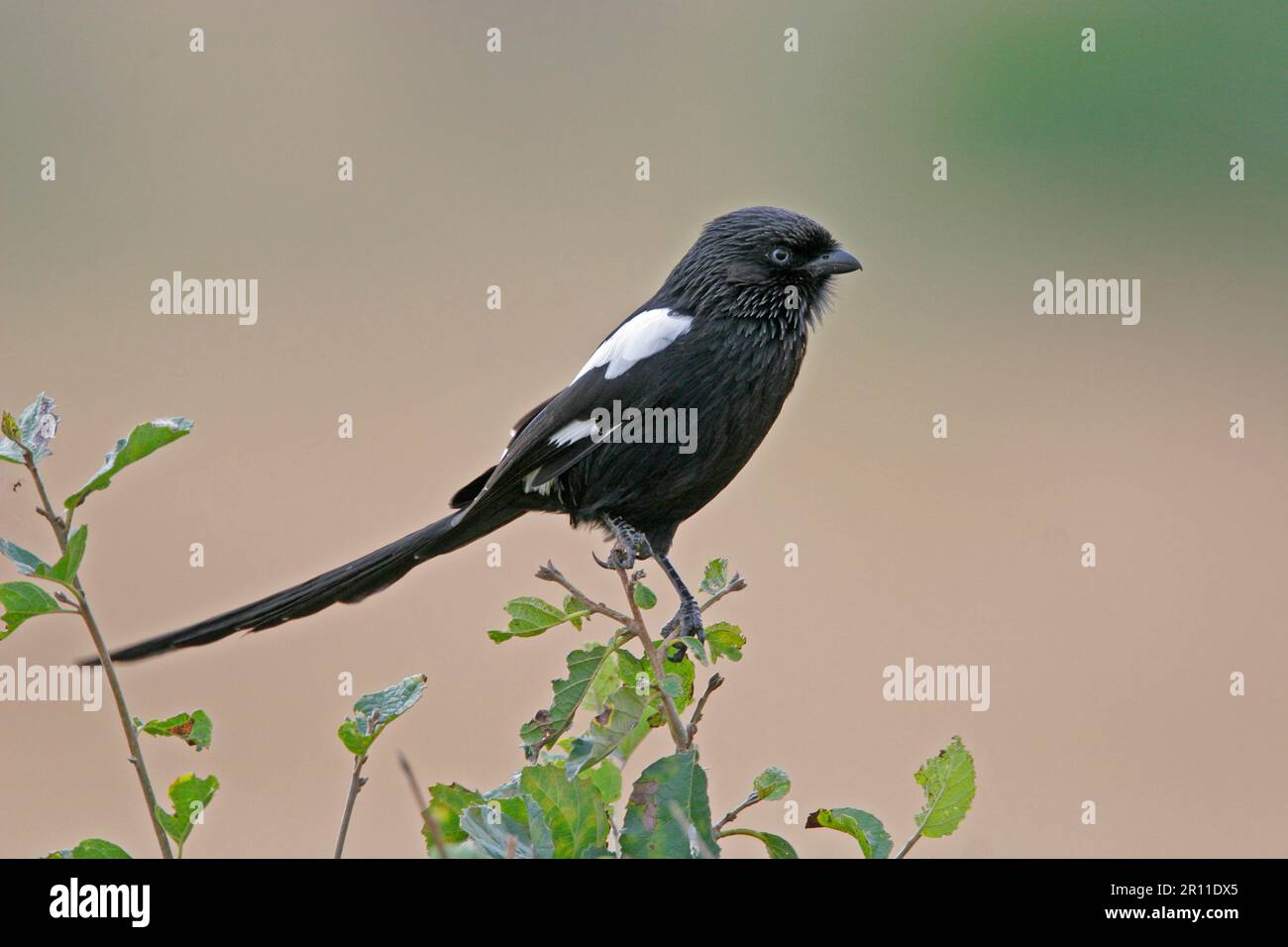 Magpie shrike (Urolestes melanoleucus), songbirds, animals, birds ...
