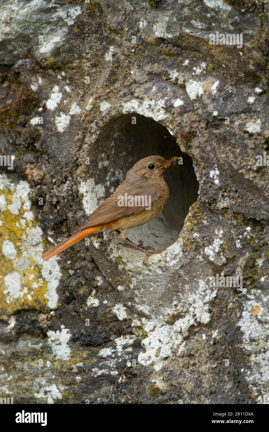Redstart, common redstarts (Phoenicurus phoenicurus), songbirds ...