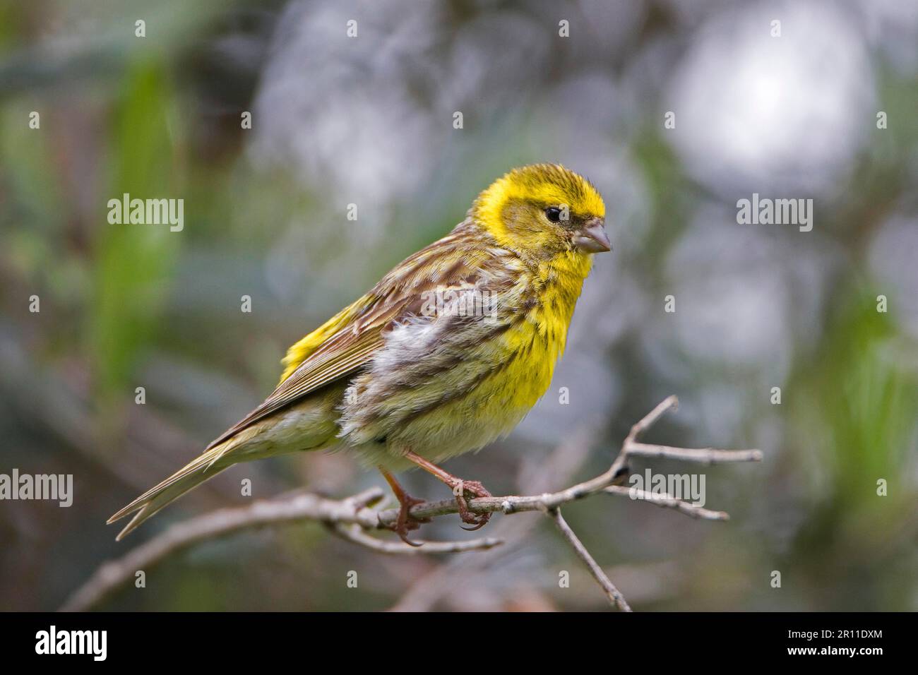 European serin (Serinus serinus), adult male, sitting in olive tree ...