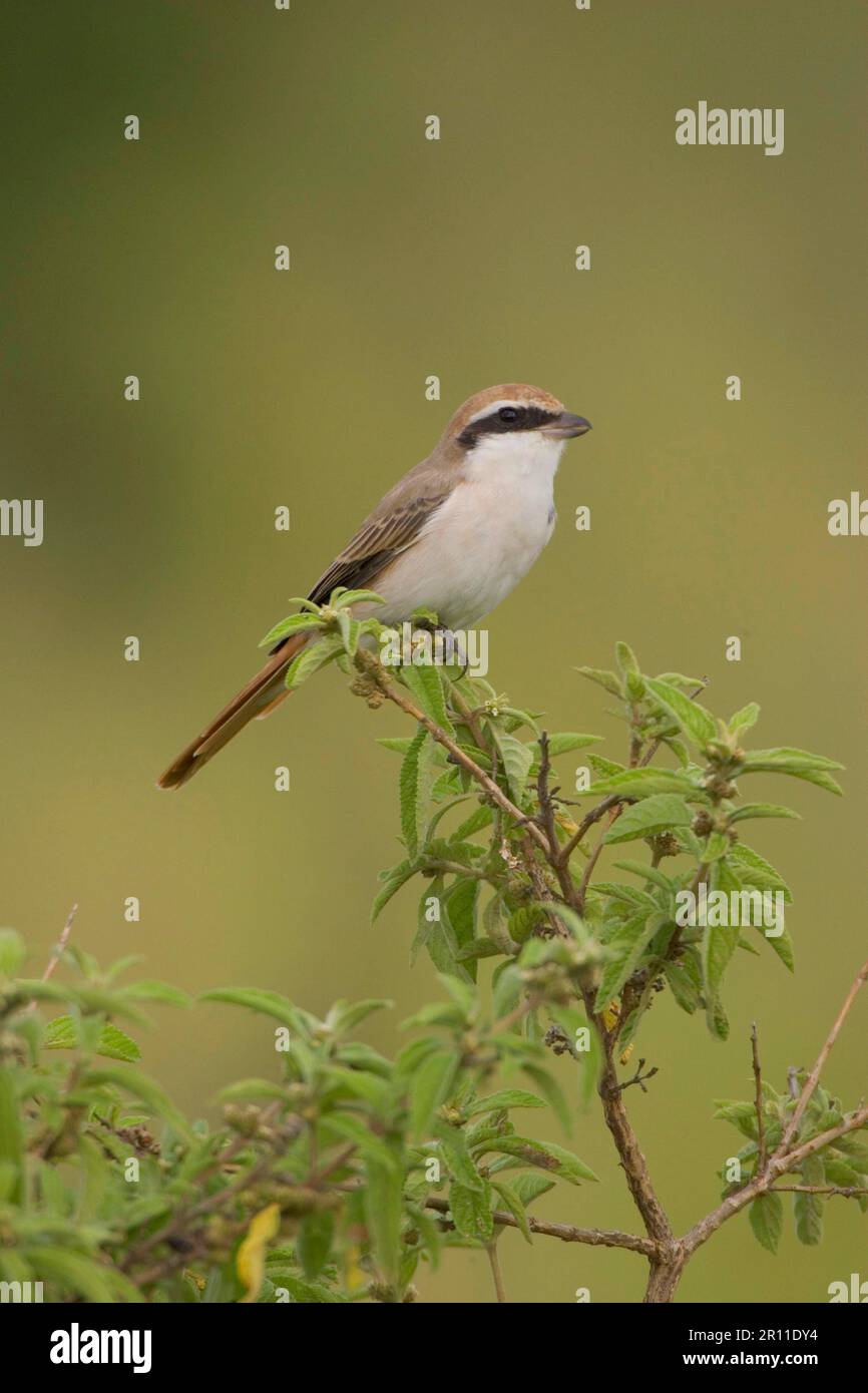 Isabelline shrike (Lanius isabellinus), Songbirds, Animals, Birds ...