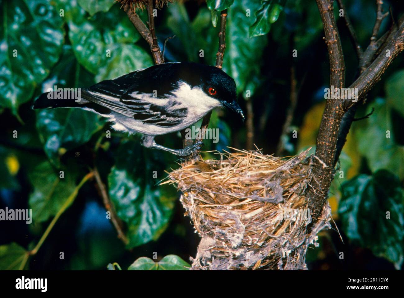 Snowball Shrike, Songbirds, Animals, Birds, Southern Puffback ...