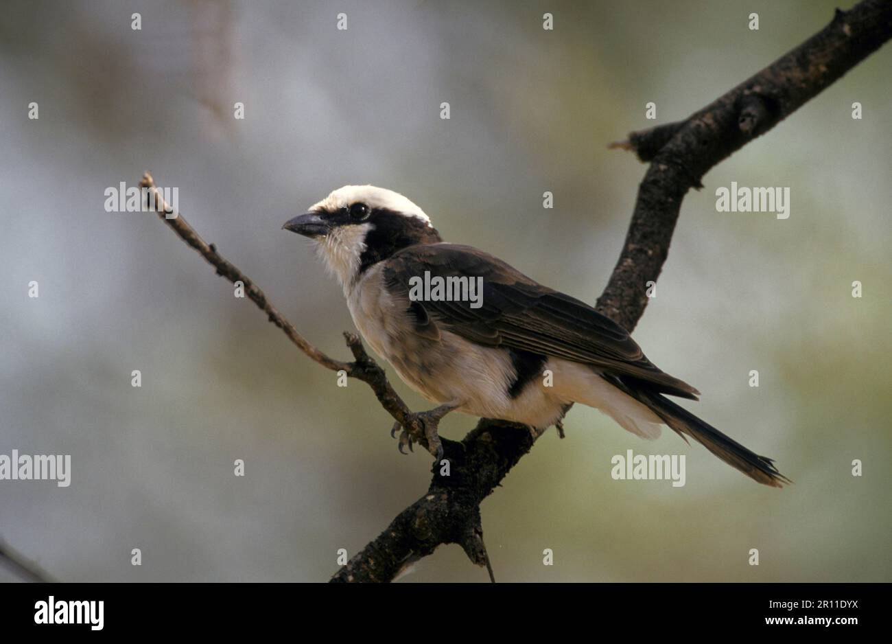 White-crowned Shrike (Eurocephalus ruppelli) Kenya Stock Photo - Alamy