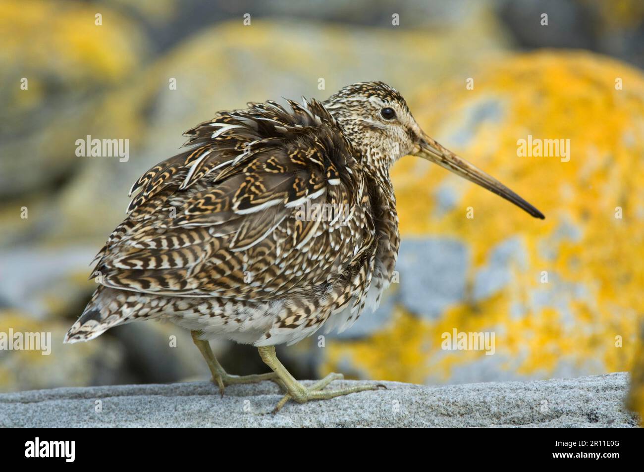 Magellanic Snipe (Gallinago paraguaiae magellanica) adult, standing on ...