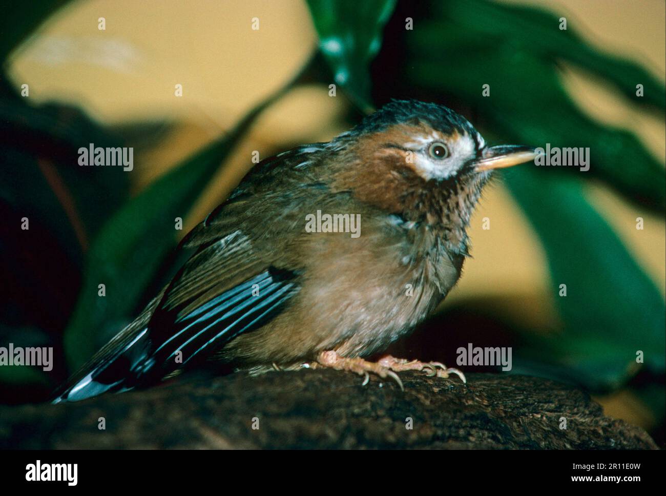 Moustached laughingthrush hi-res stock photography and images - Alamy