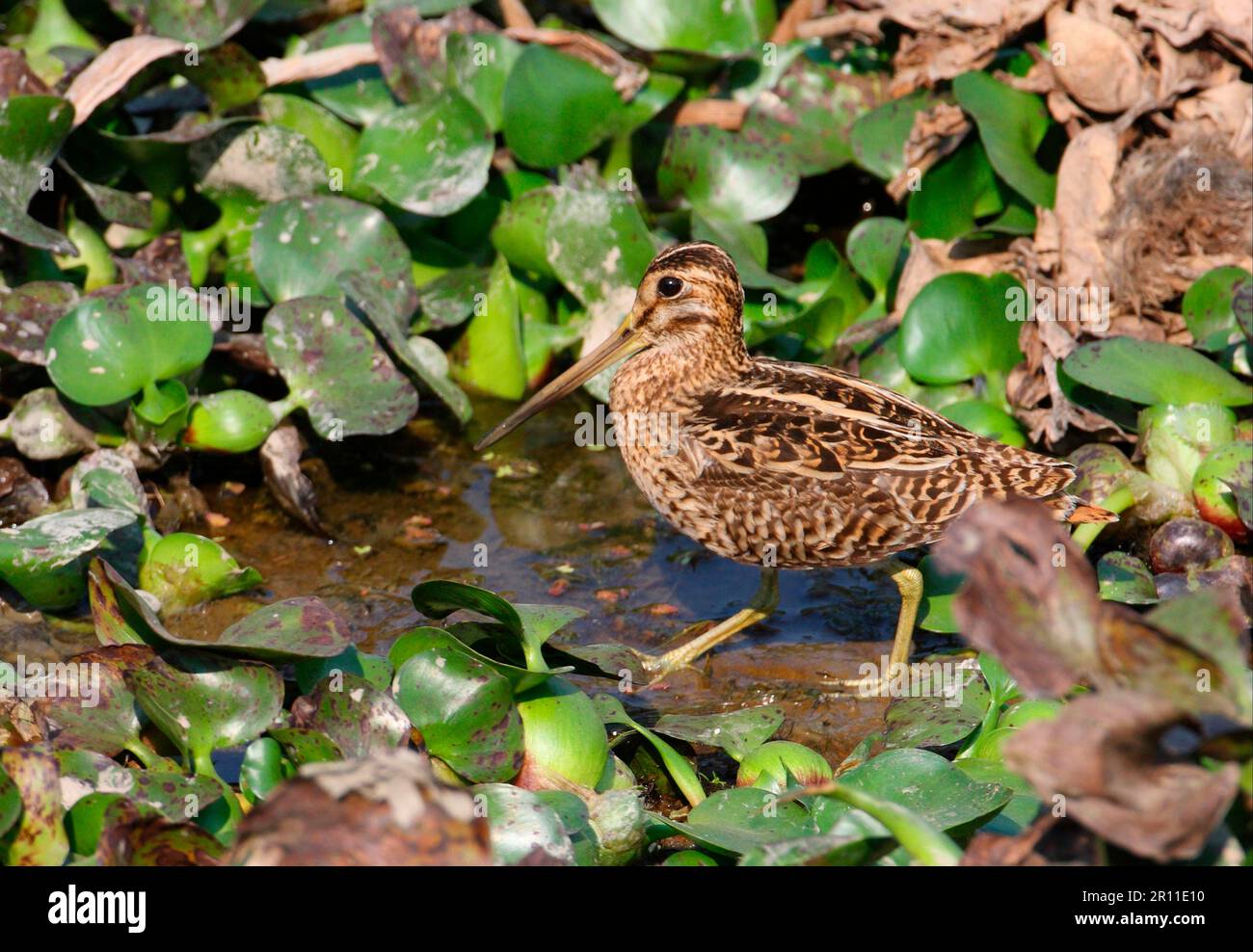 Pontederiaceae hi-res stock photography and images - Alamy