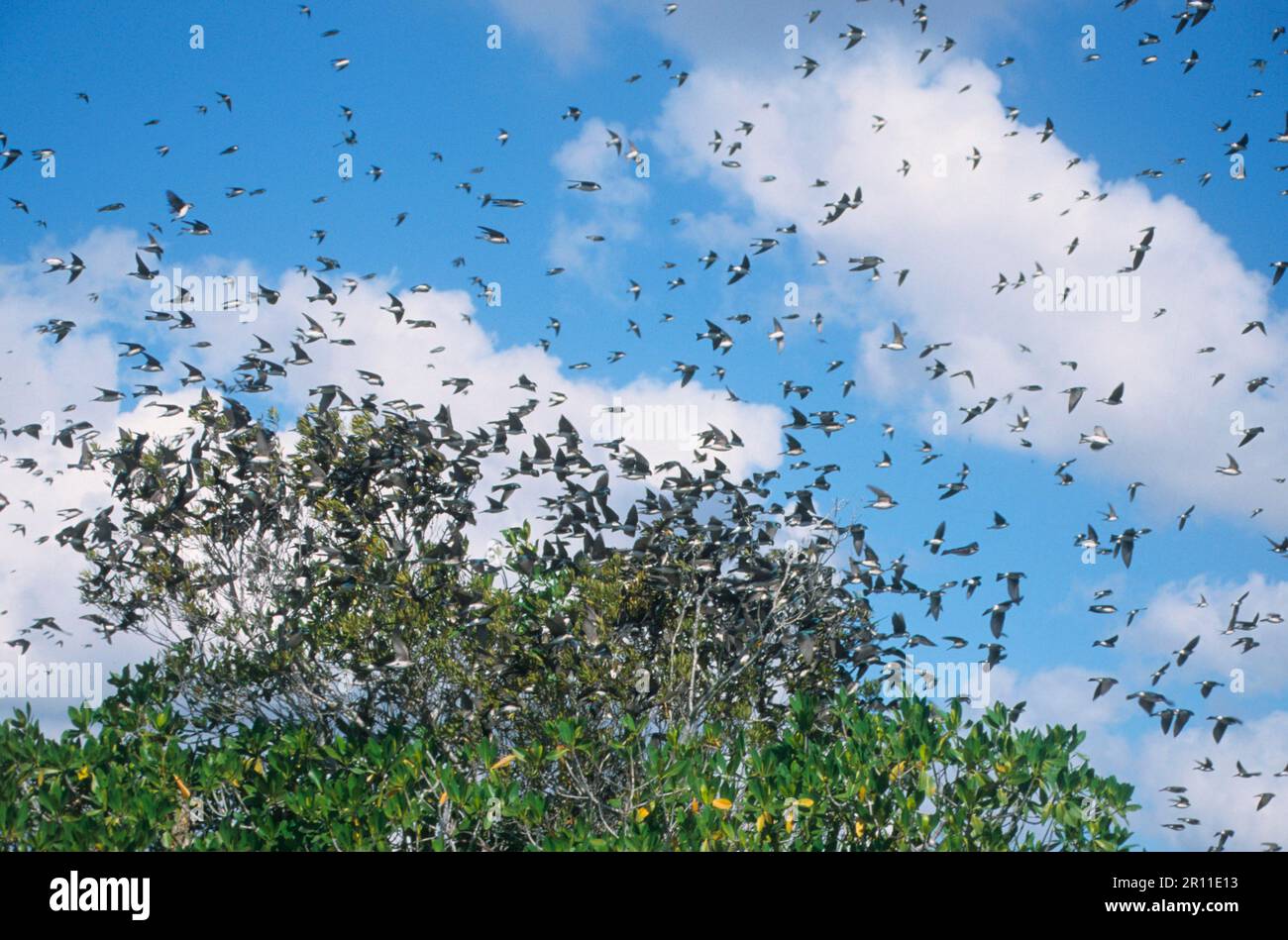 Tachicyneta bicolor, Tree Swallow, tree swallows (Tachycineta bicolor ...