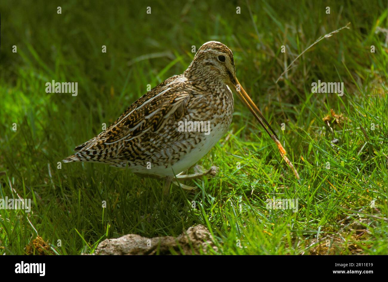 Gallinago paraguaiae magellanica, Magellan Snipe, Magellan Snipe ...