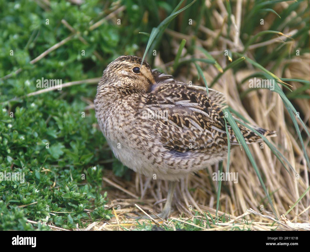 Snipe (Magellan) Snipe (Gallinago (Gallinago) paraguaiae) Preening ...