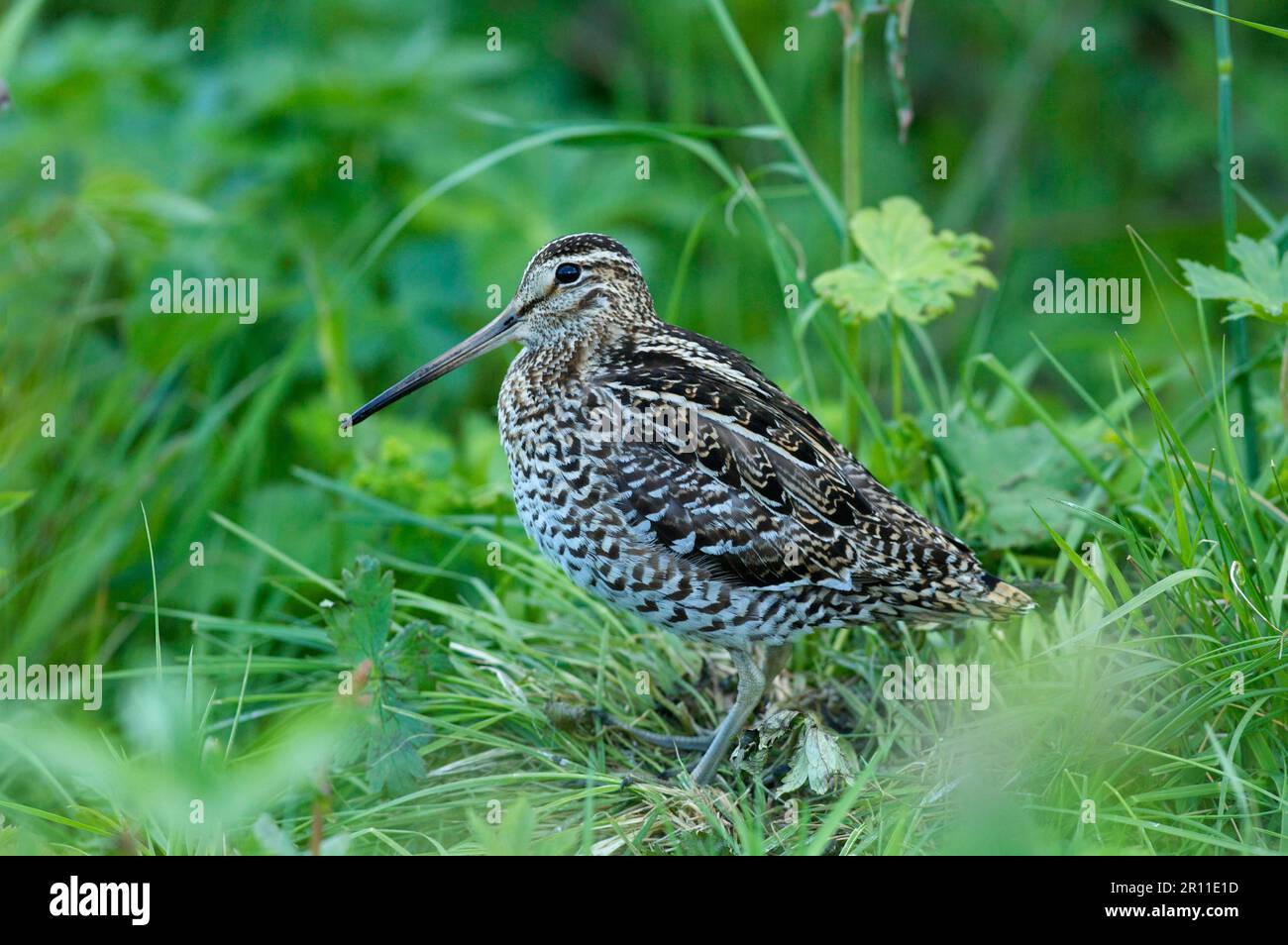 Borgefjell hi-res stock photography and images - Alamy