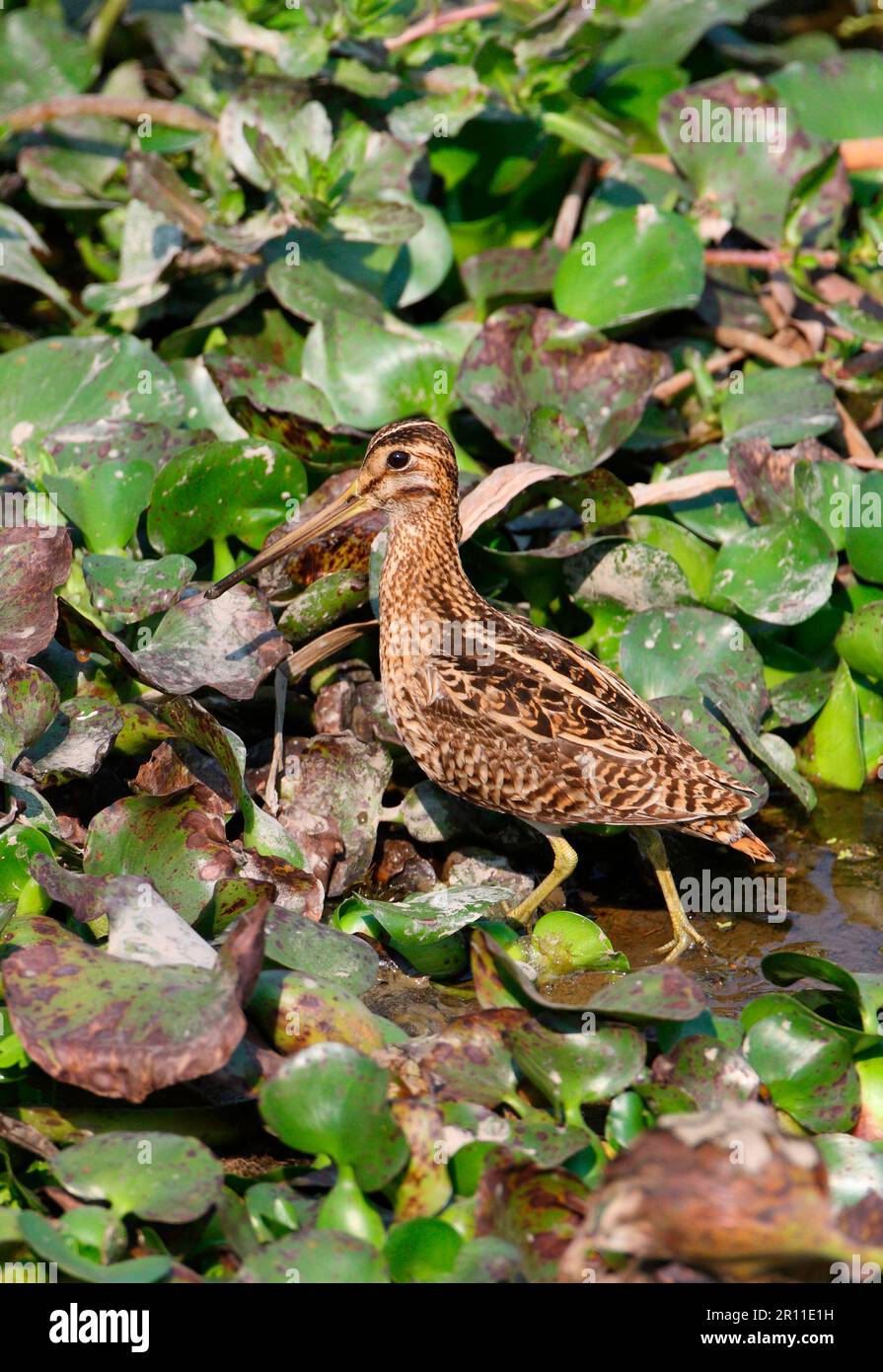 Pin-tailed snipe (Gallinago stenura), adult, on mud feed under water ...