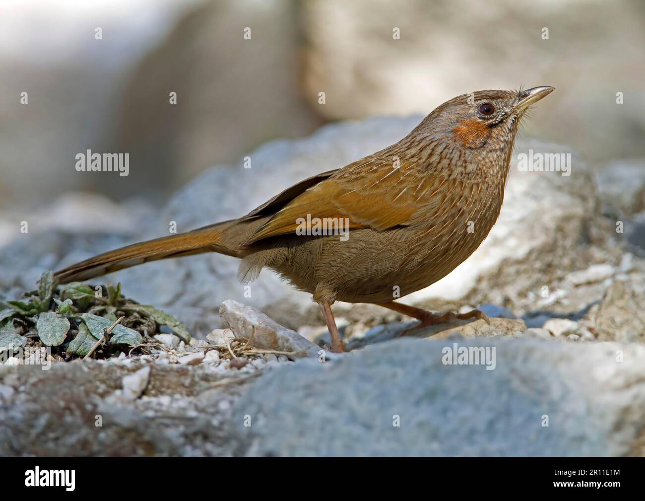 Bristled Jay, Bristled Jay, Corvids, Songbirds, Animals, Birds ...
