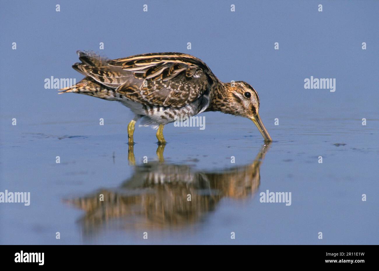 Snipe, Snipe, Animals, Birds, Waders, Snipe (Gallinago gallingo ...