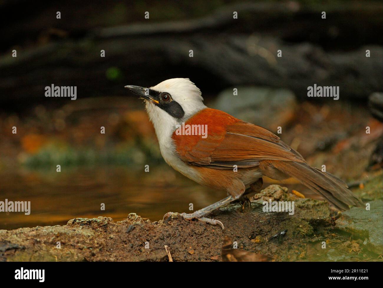 White-crested Laughingthrush, White-crested Laughing Thrush, Corvids ...